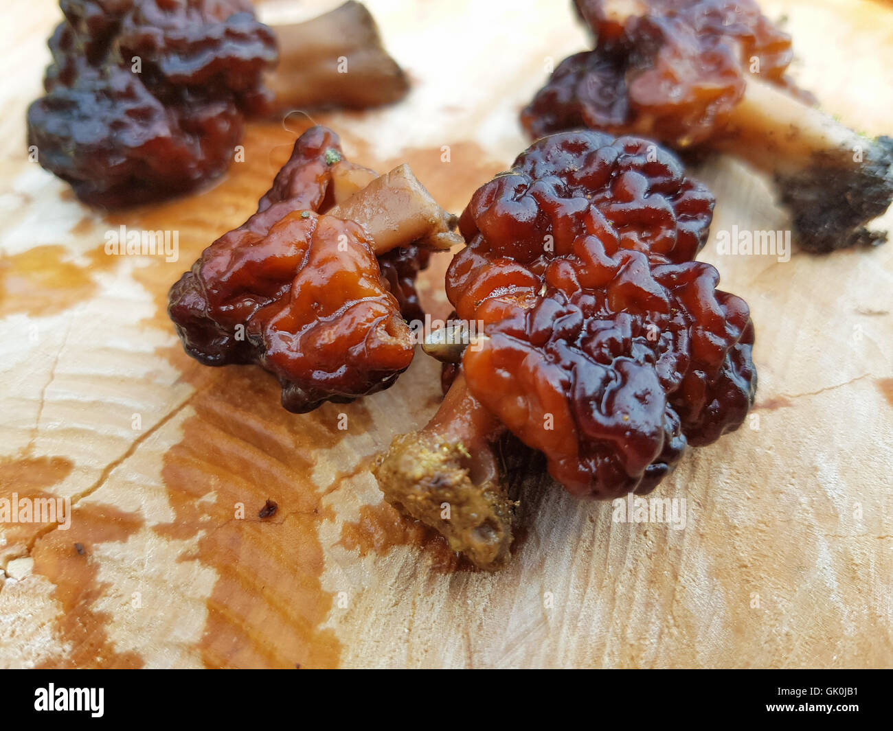 Brain mushroom hi-res stock photography and images - Alamy