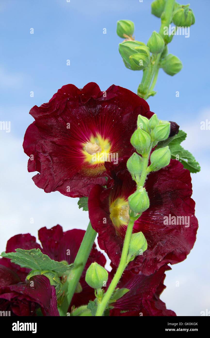 dark red hollyhock Stock Photo - Alamy