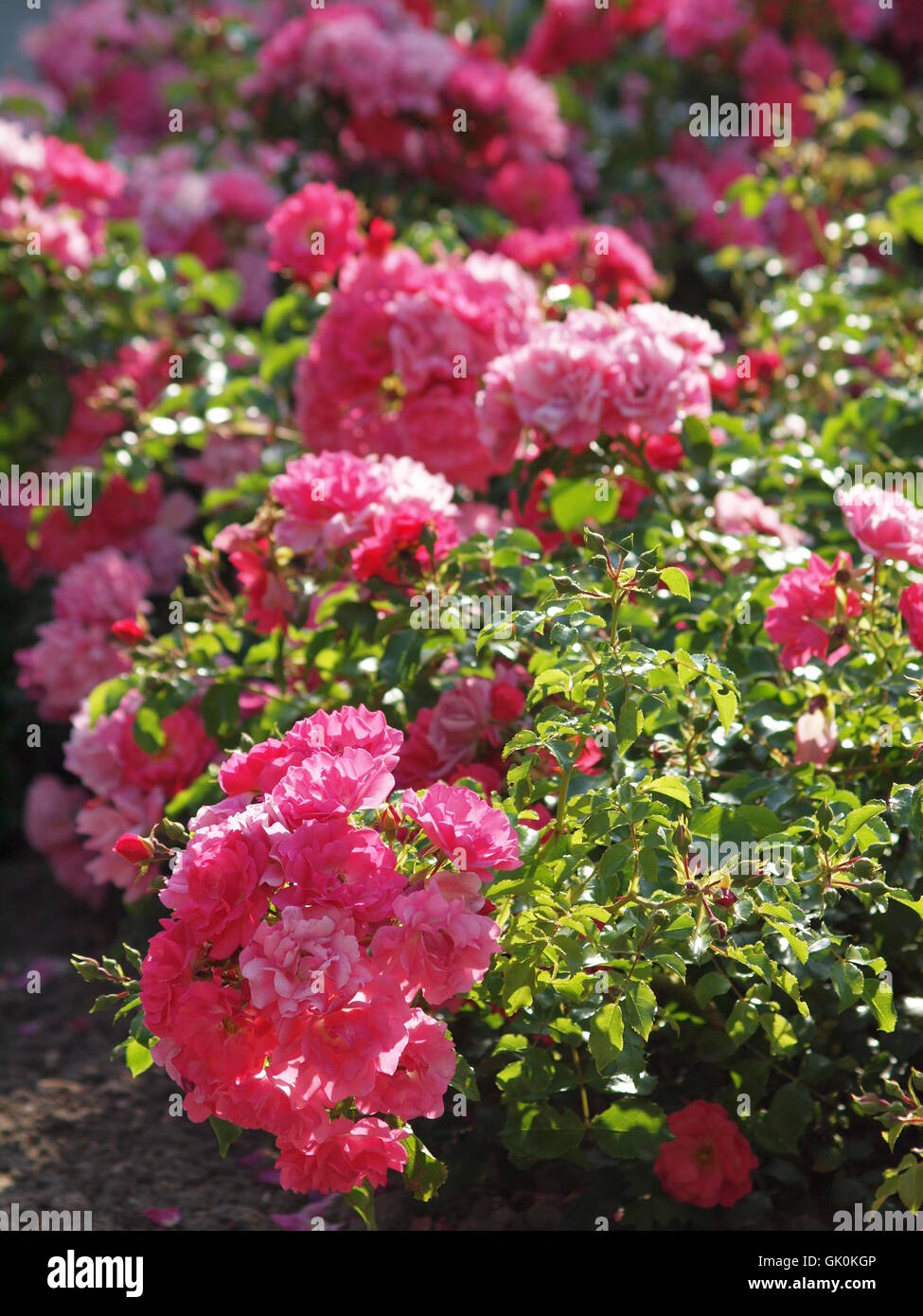 Carpet rose hi-res stock photography and images - Alamy