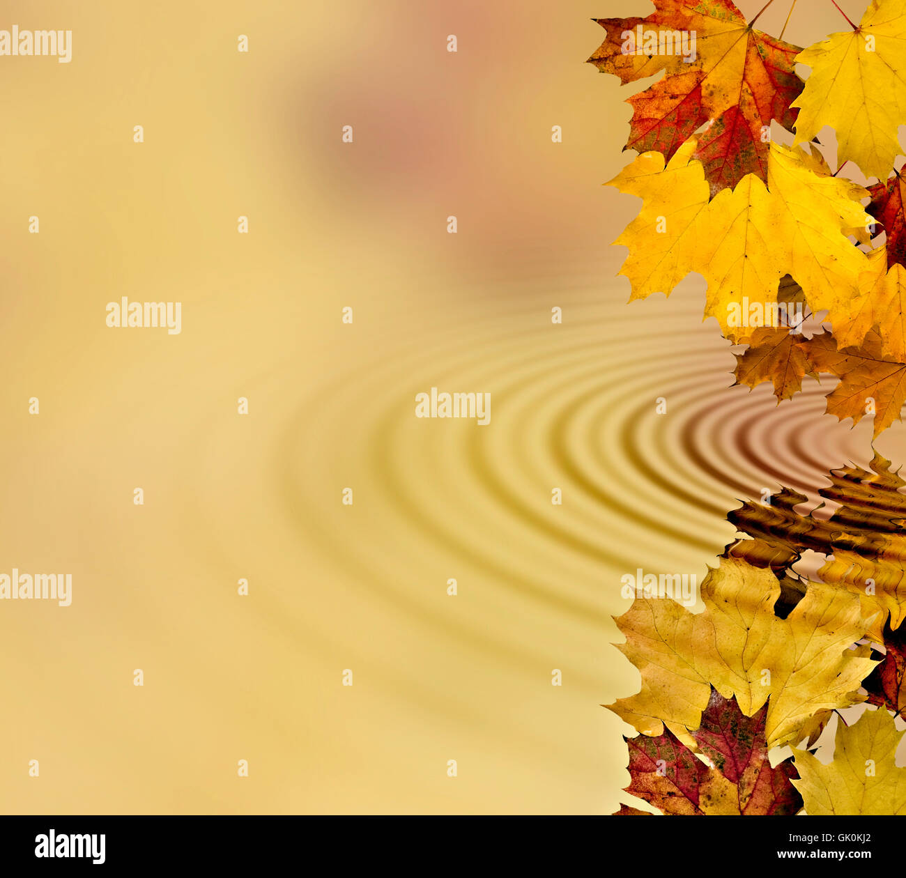 leaf object macro Stock Photo - Alamy