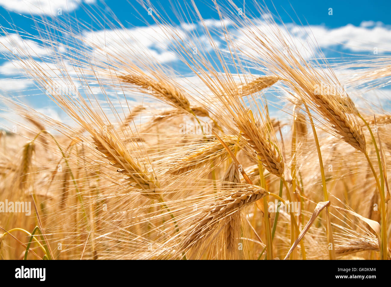 Gold farming hi-res stock photography and images - Alamy