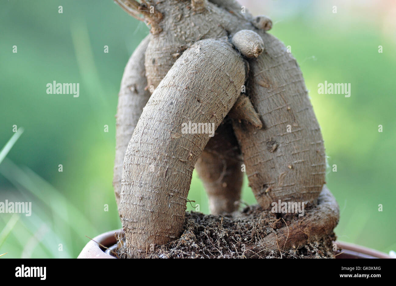 root means agent Stock Photo - Alamy