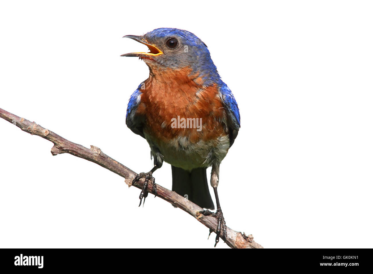 Bird and wildlife hi-res stock photography and images - Alamy