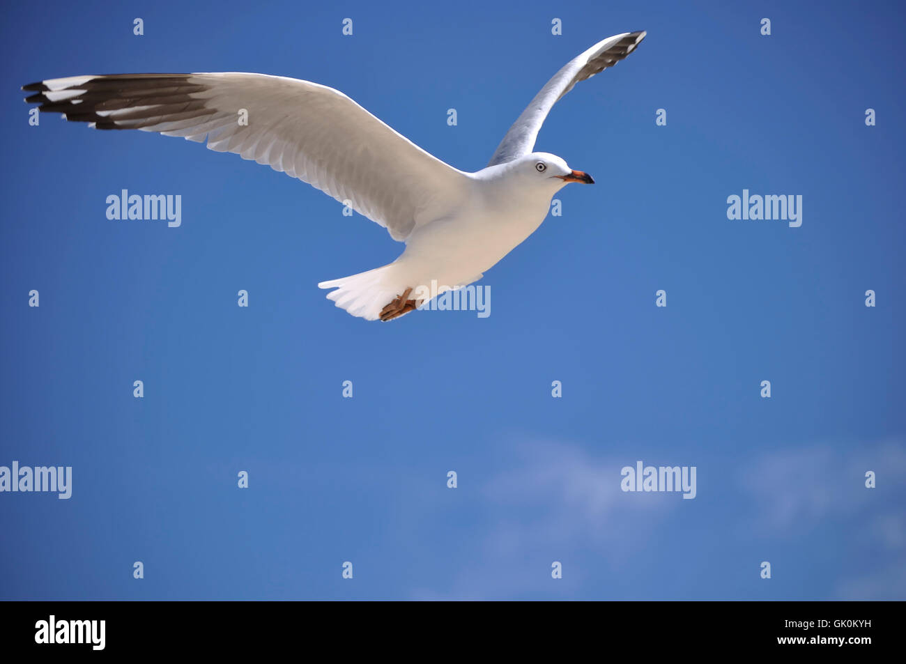 bird freedom liberty Stock Photo - Alamy