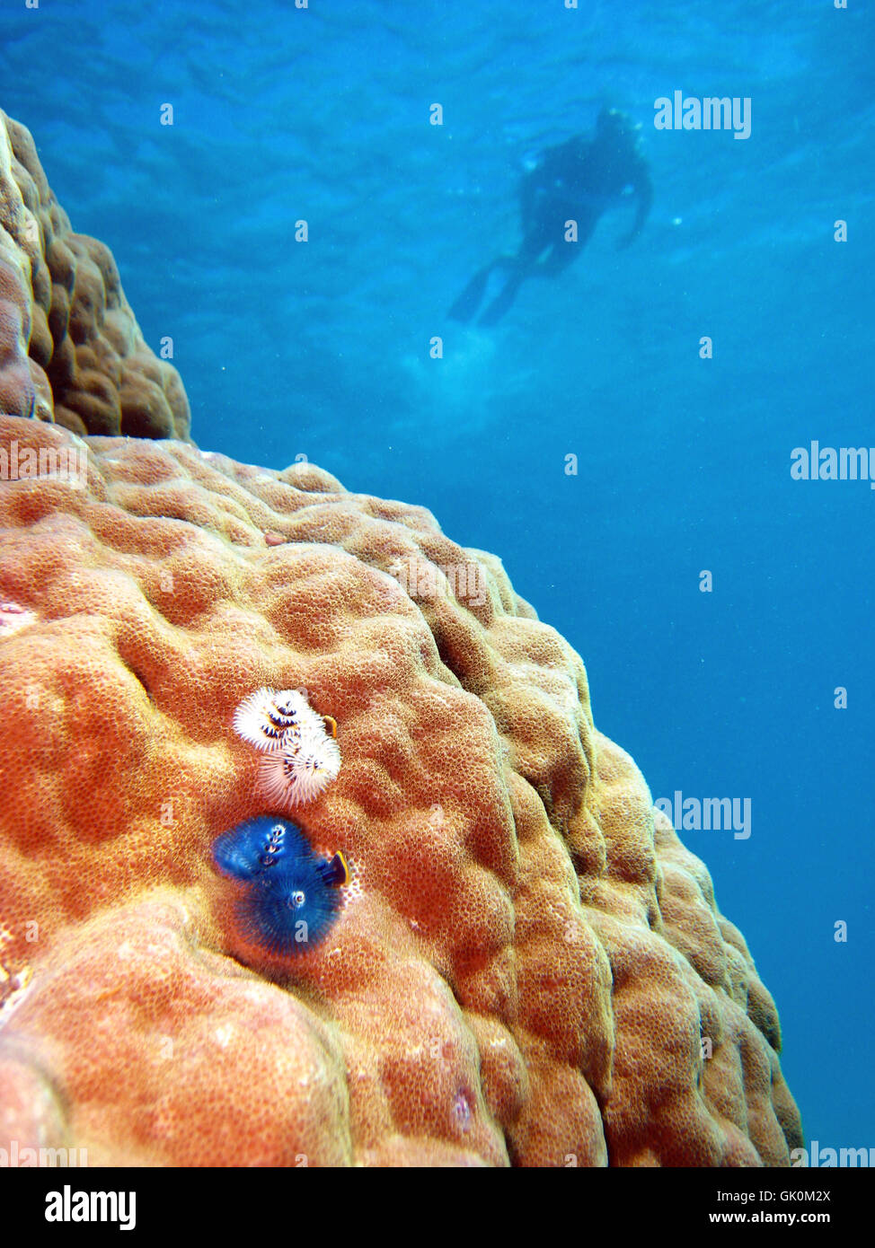 Sea sponge great barrier reef australia hi-res stock photography and ...