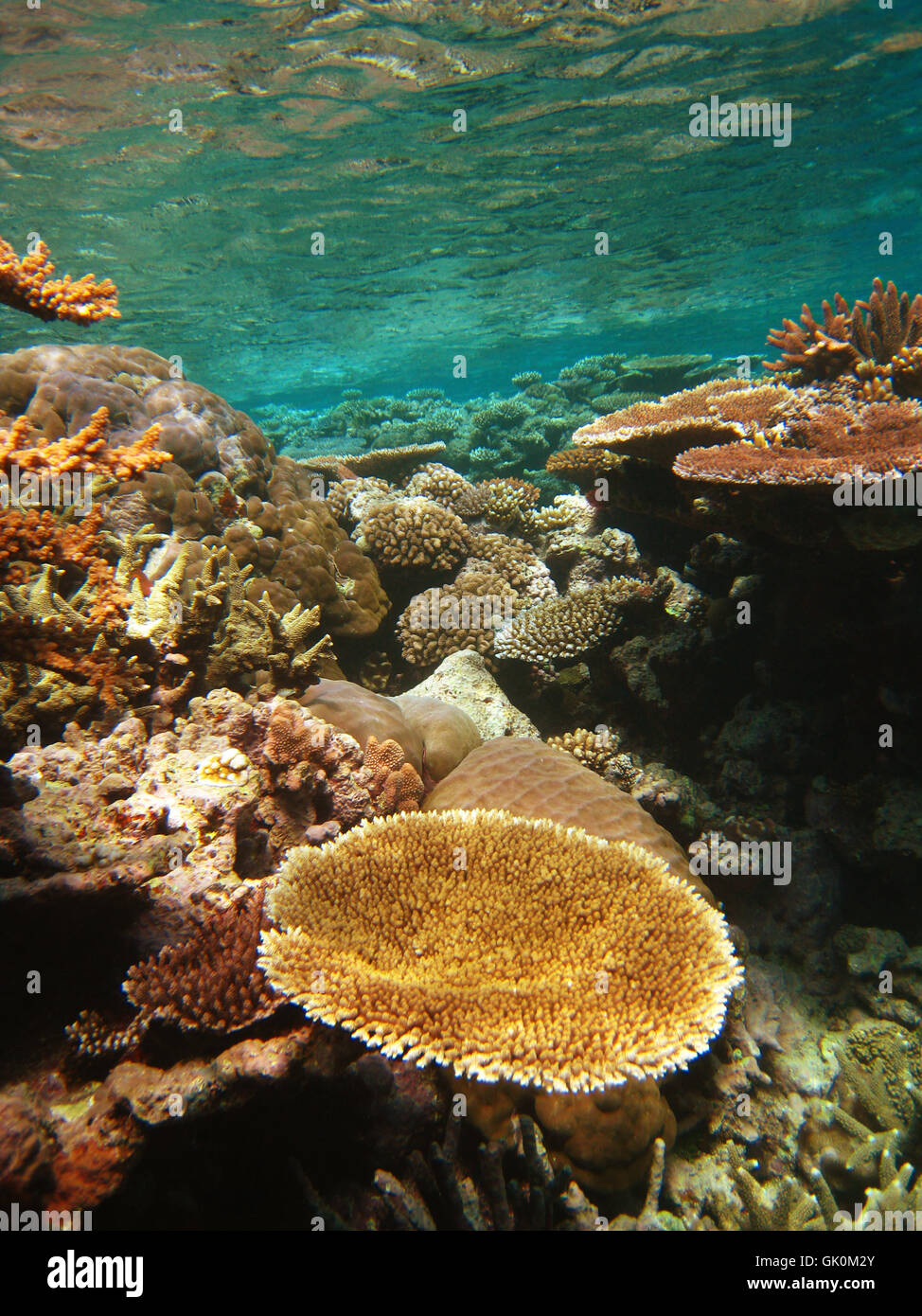 Great Barrier Reef Australia Small Fish High Resolution Stock ...