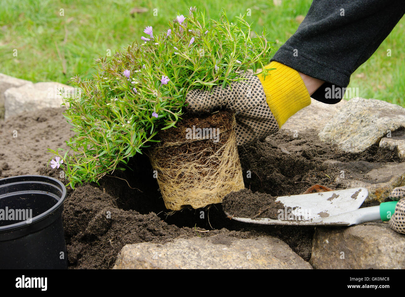 perennial plant - shrub planting 10 Stock Photo - Alamy