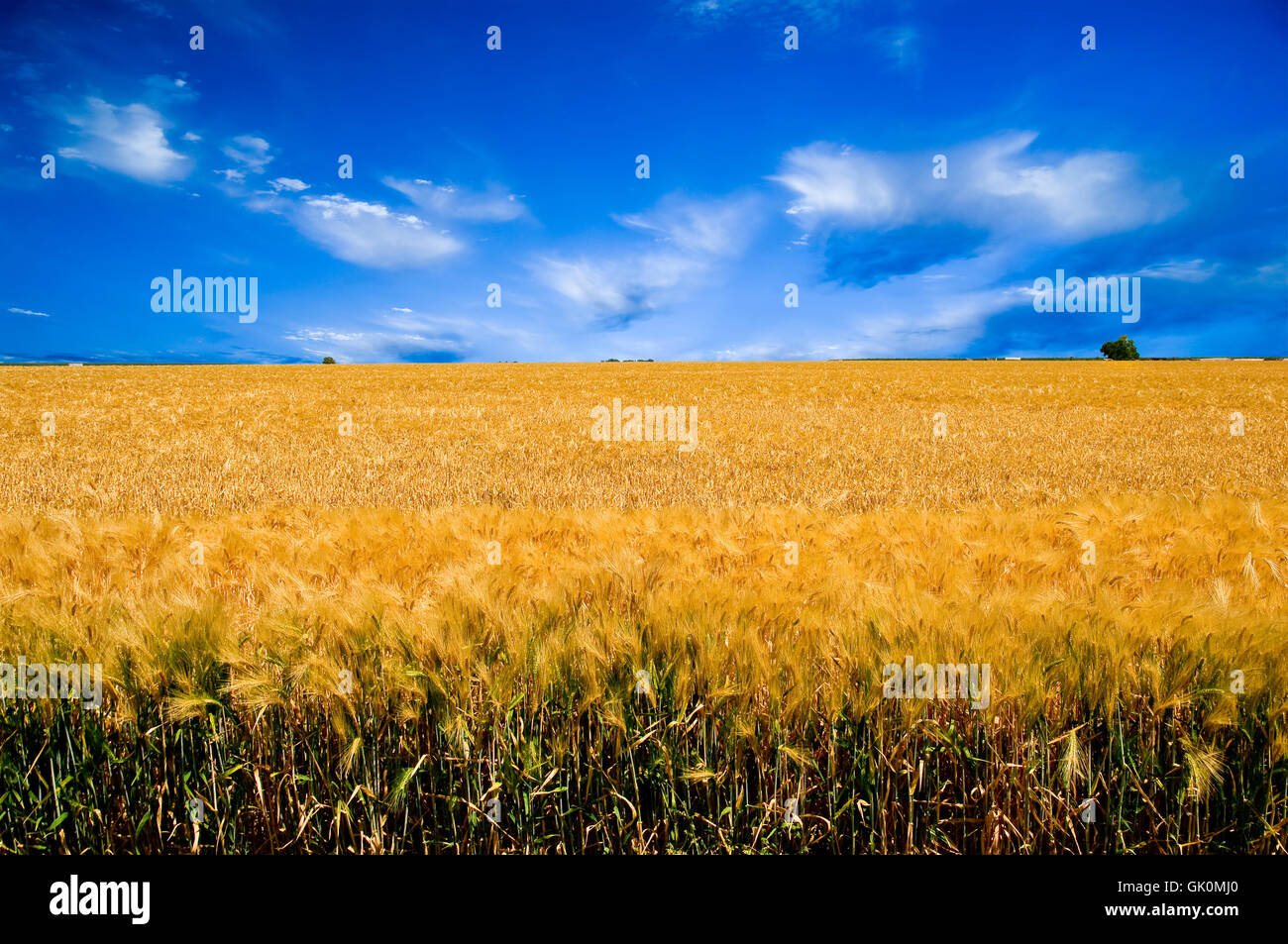 agriculture farming summer Stock Photo - Alamy