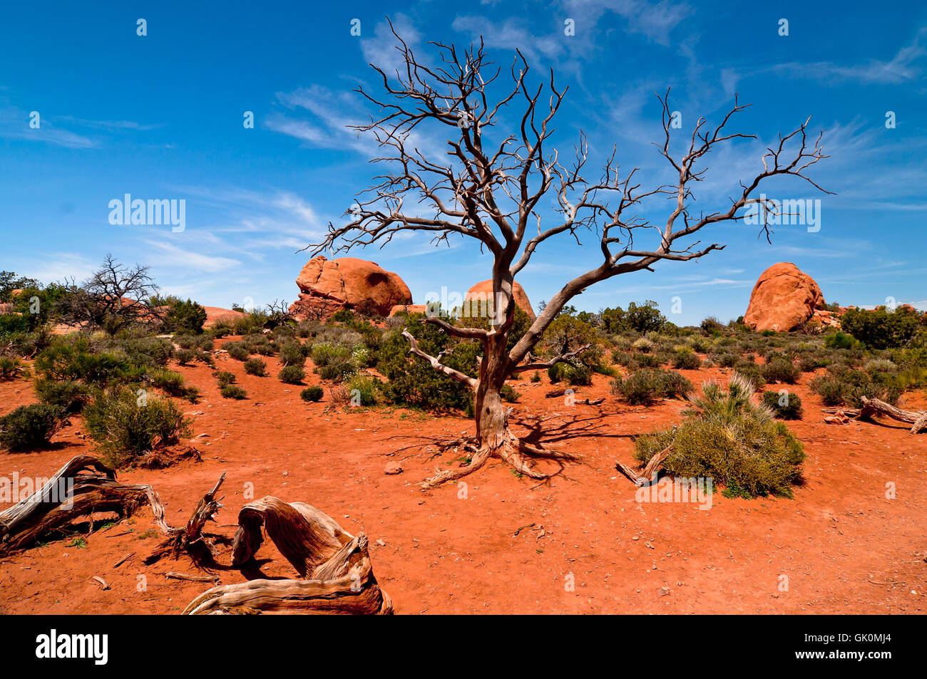 Tree desert hi-res stock photography and images - Alamy