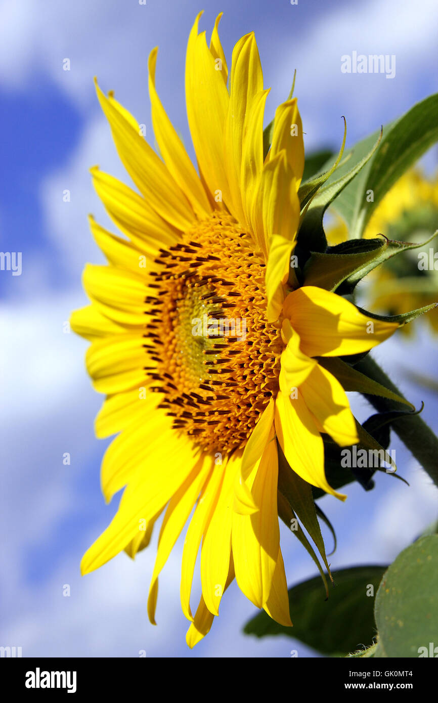 Leaf environment enviroment bloom hi-res stock photography and images ...