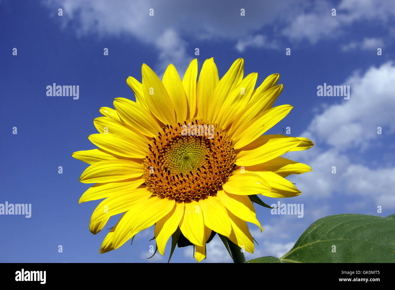 Leaf environment enviroment bloom hi-res stock photography and images ...