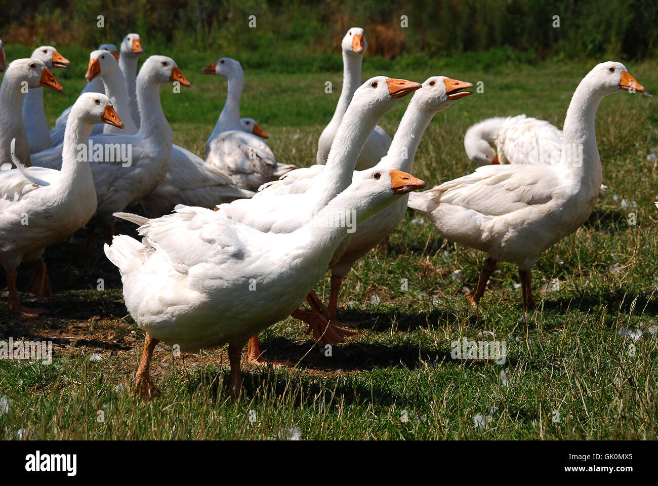 Poultry and goose hi-res stock photography and images - Alamy