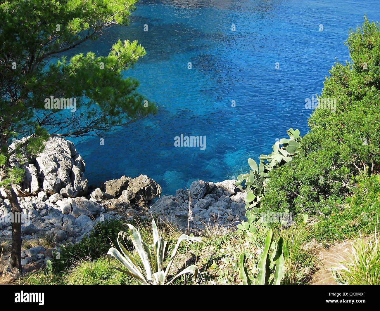 mallorca spain tree Stock Photo - Alamy