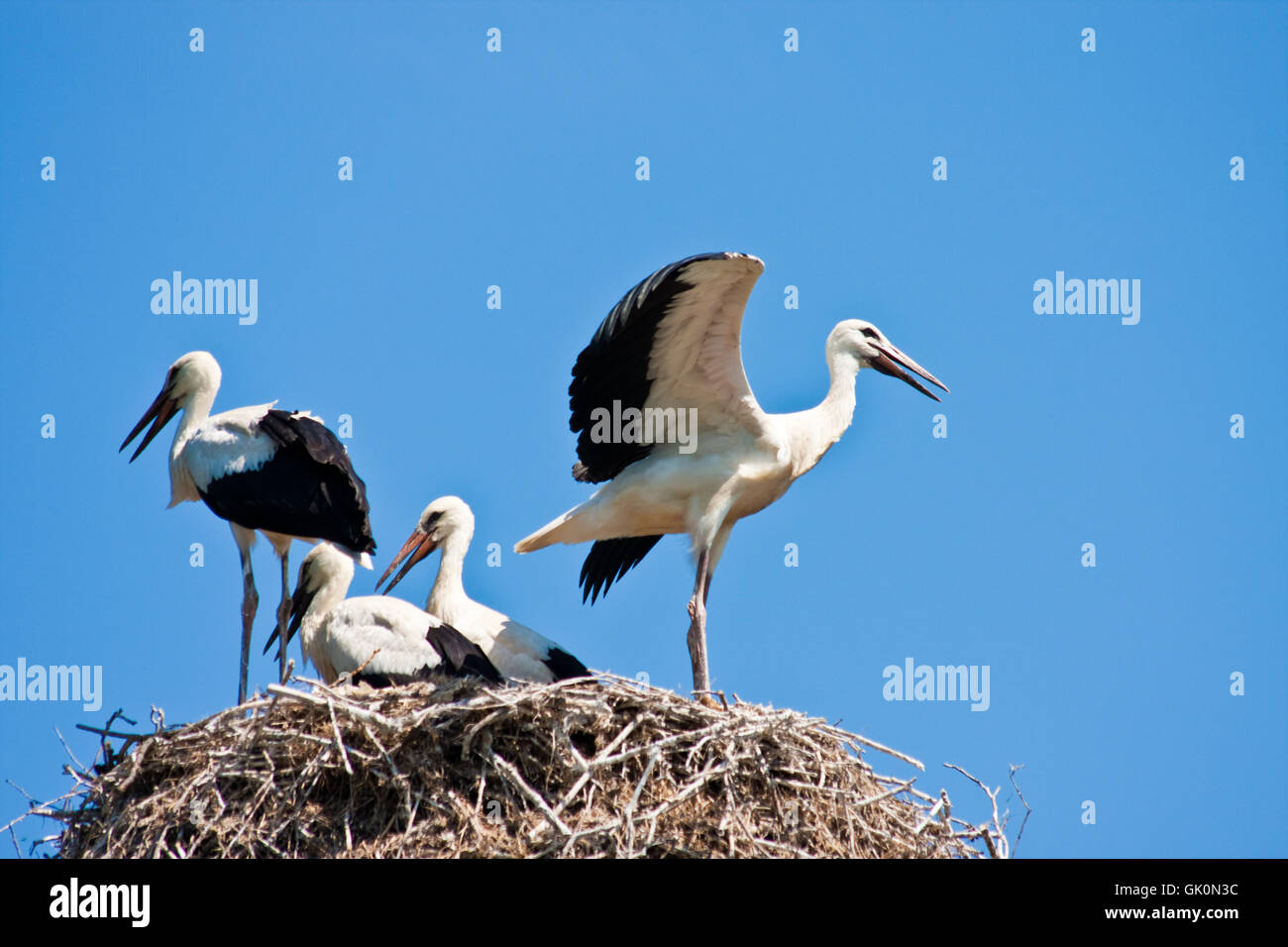 bird birds stork Stock Photo - Alamy