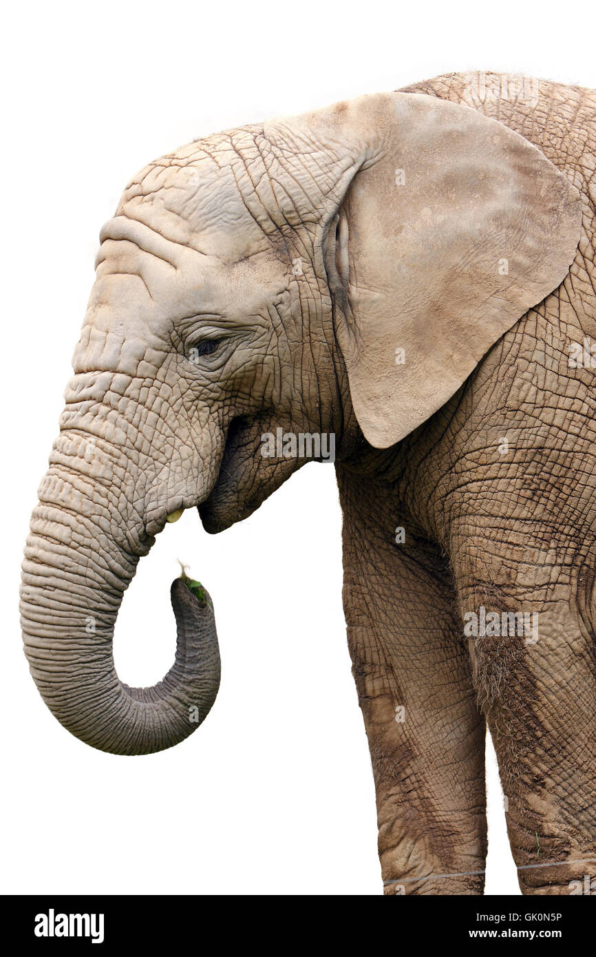 Skinned animal hi-res stock photography and images - Alamy