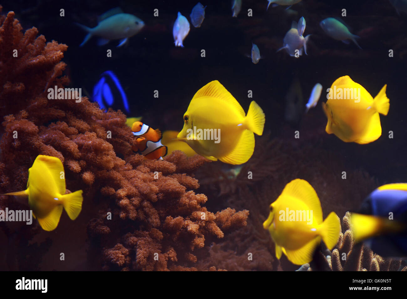 Fish fauna hi-res stock photography and images - Alamy