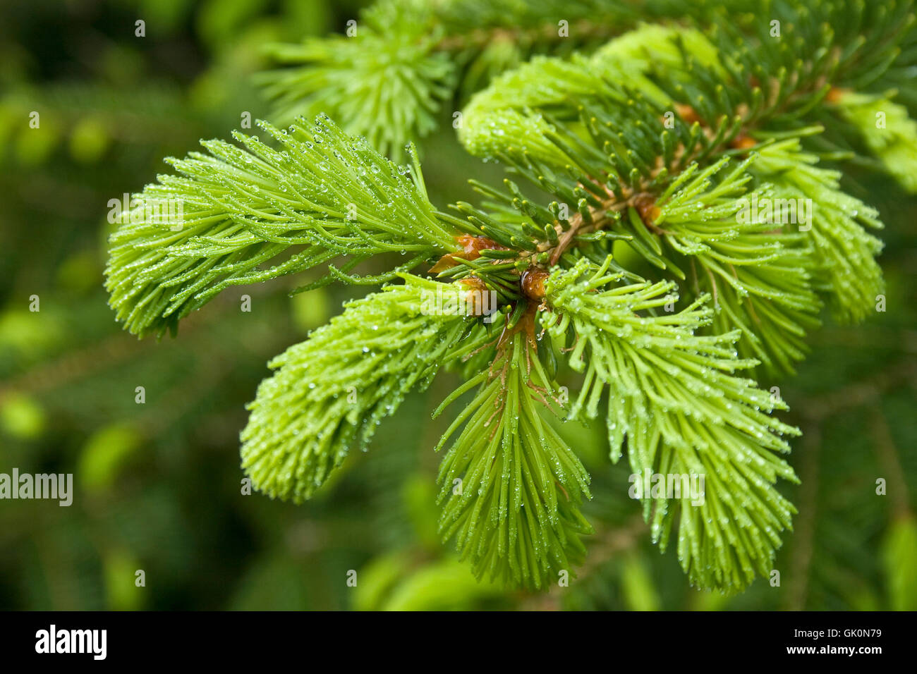pine spring bouncing Stock Photo - Alamy