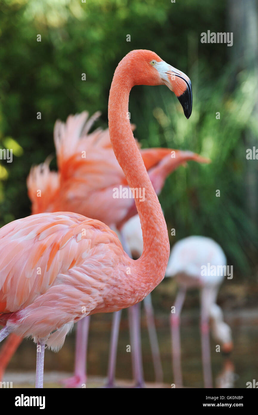 animal bird head Stock Photo - Alamy