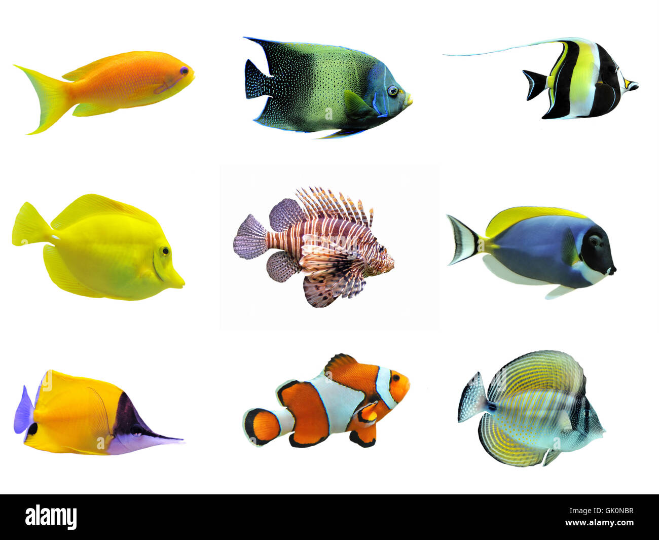 group of fishes on a white background Stock Photo - Alamy
