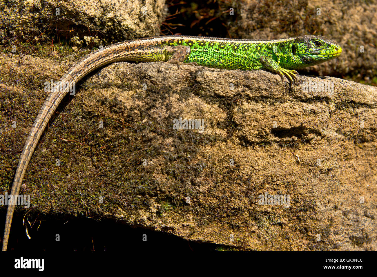 Reptile lizard hi-res stock photography and images - Alamy