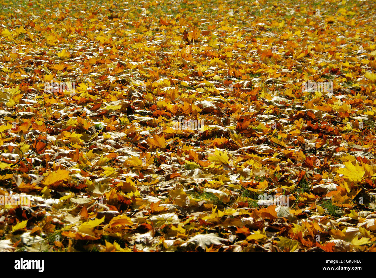 Foliage leaf hi-res stock photography and images - Alamy