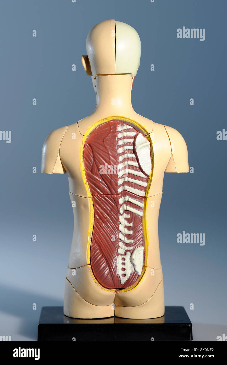 Skeleton human hi-res stock photography and images - Alamy