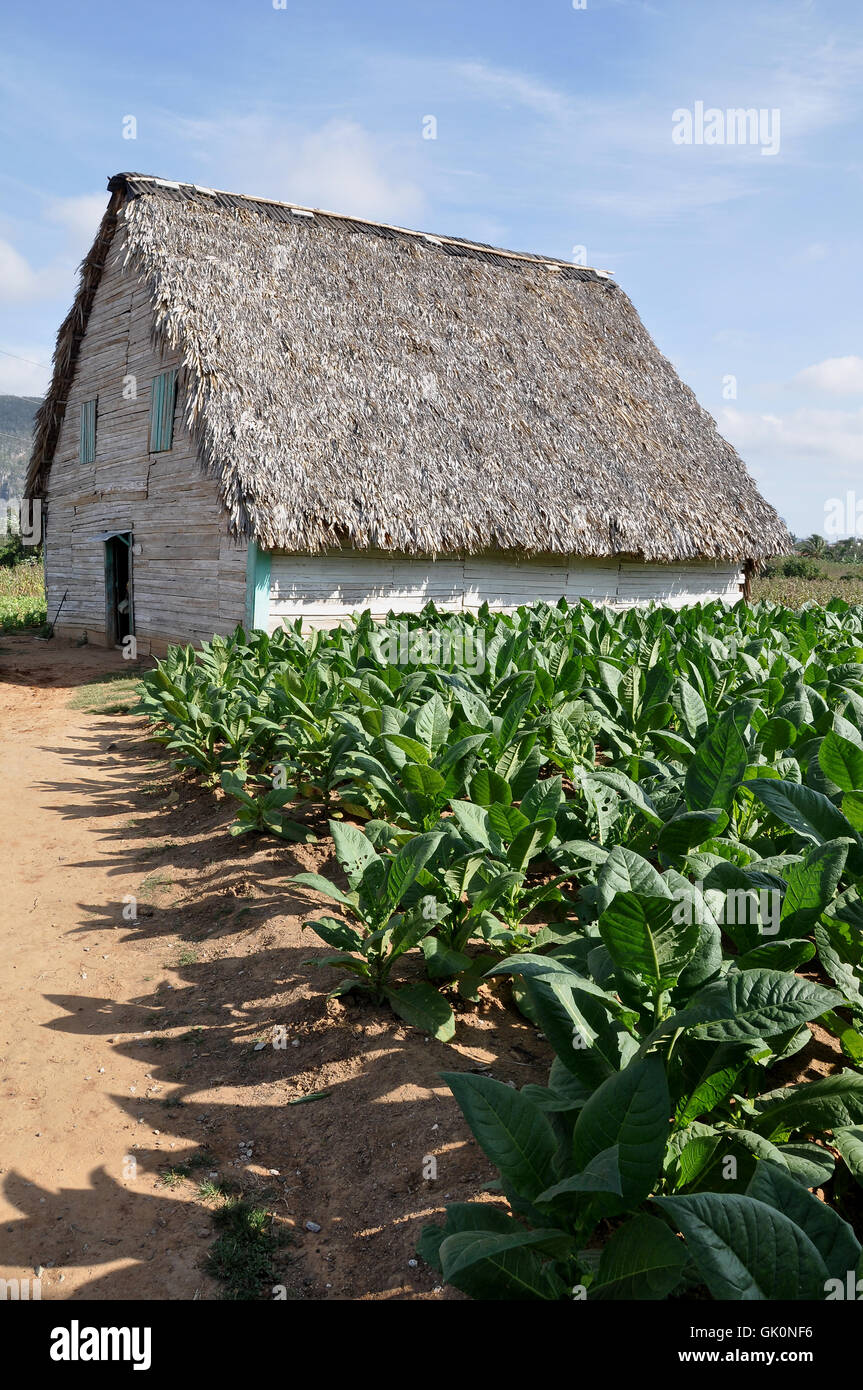 Tobacco fields hi-res stock photography and images - Alamy