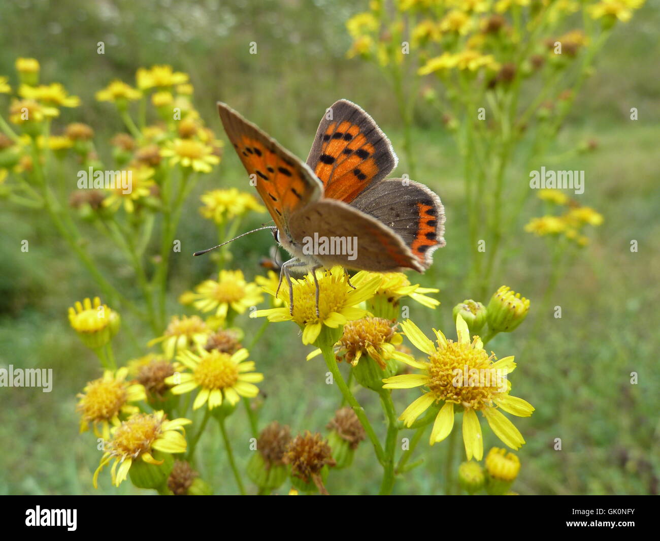 Meadow butterfly hi-res stock photography and images - Alamy