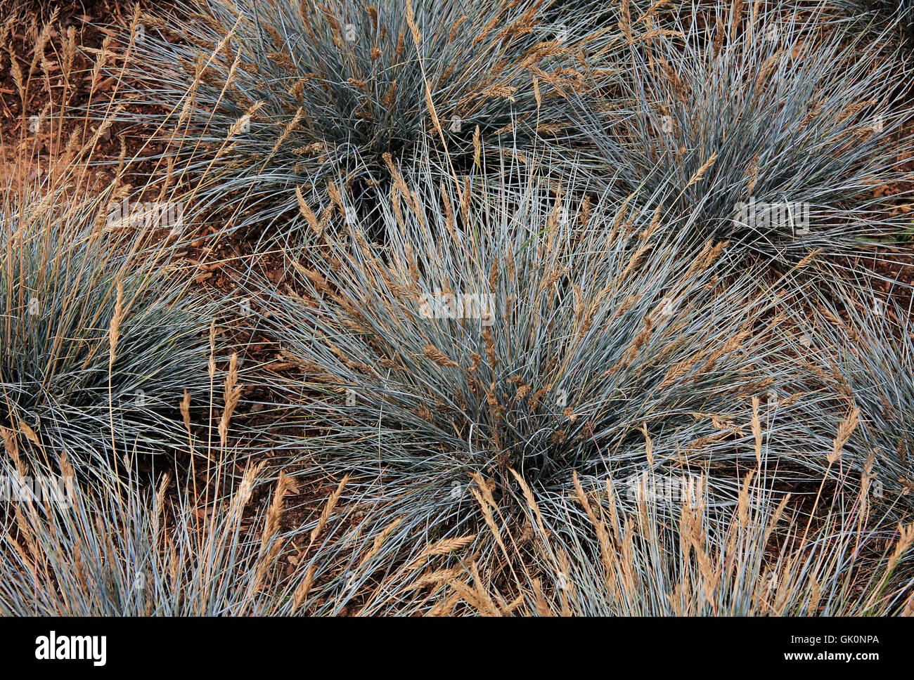 blue garden grasses Stock Photo - Alamy
