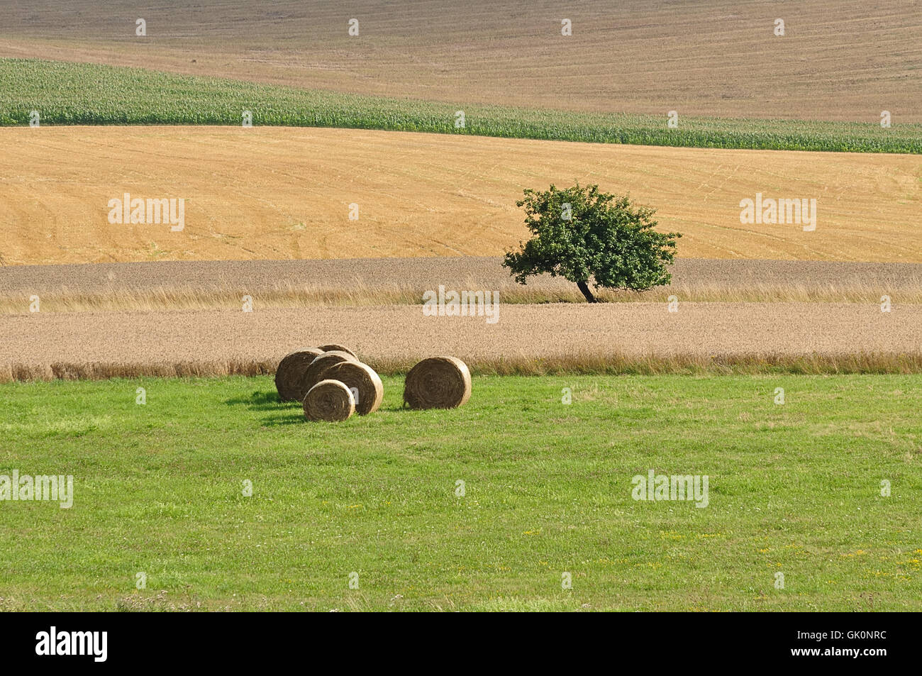 tree trees agriculture Stock Photo - Alamy