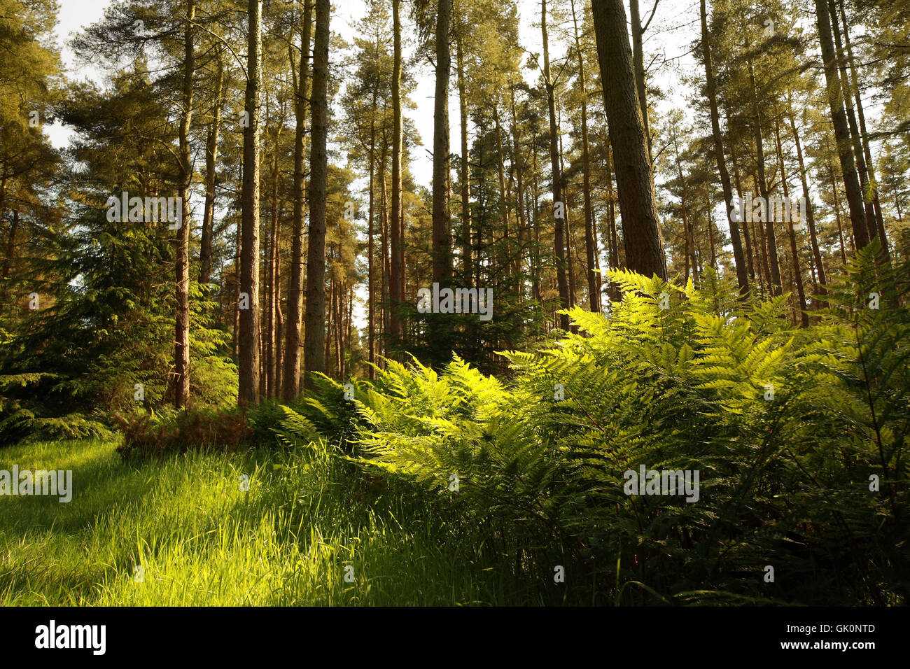 environment enviroment tree Stock Photo - Alamy