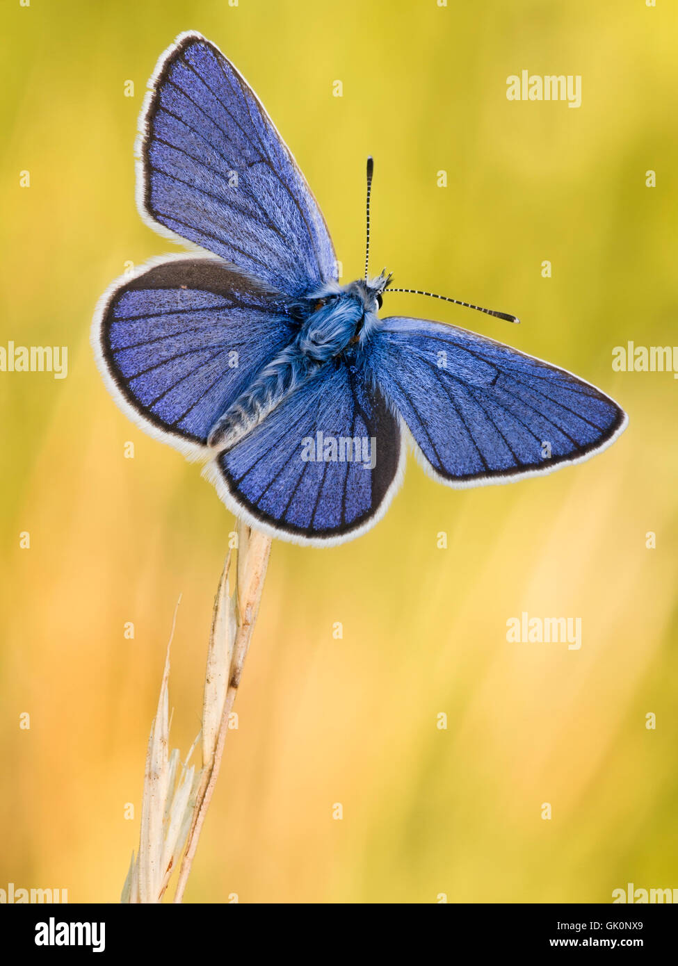 blue macro close-up Stock Photo - Alamy