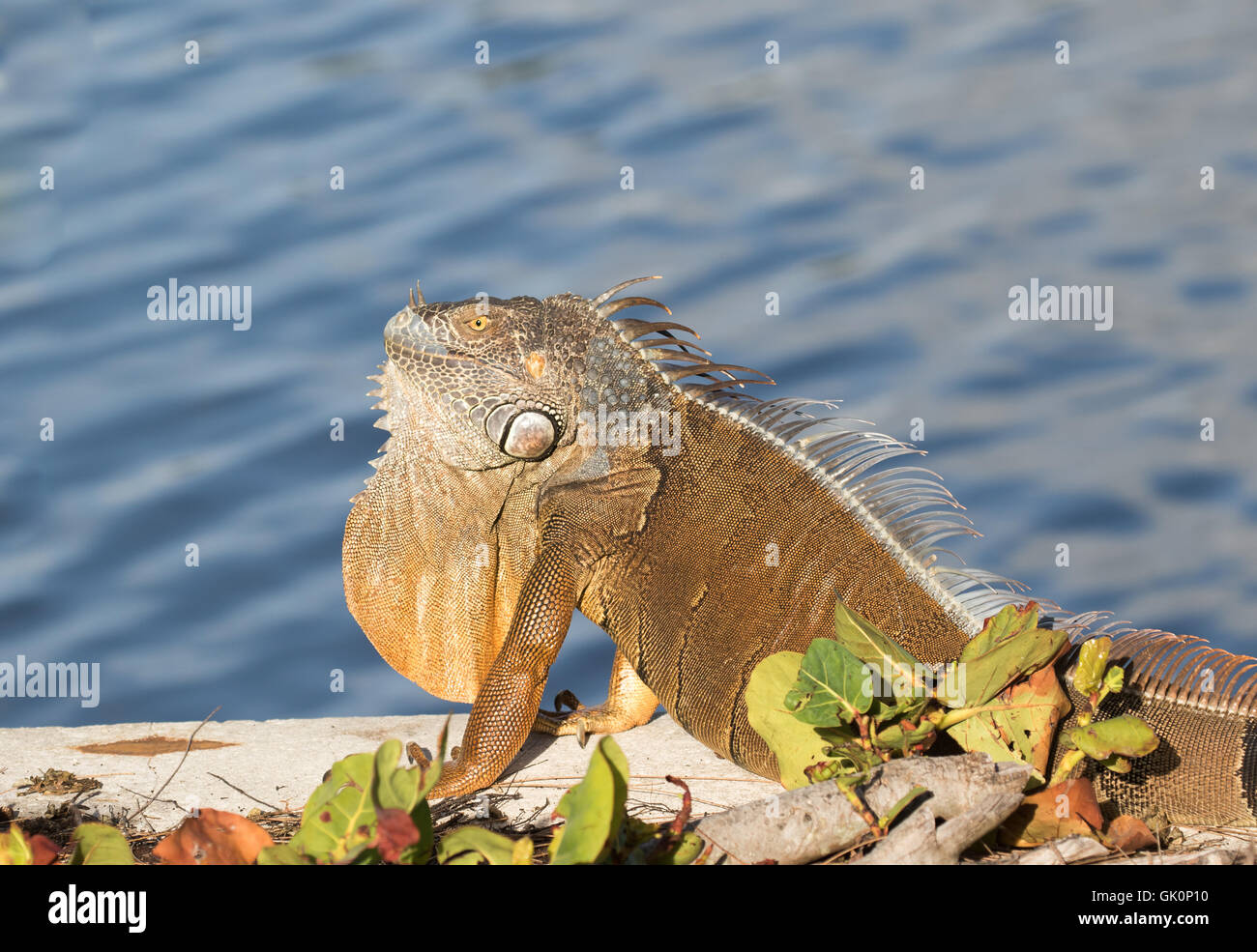 Large brown adult male Green Iguana basking in the sun Stock Photo - Alamy