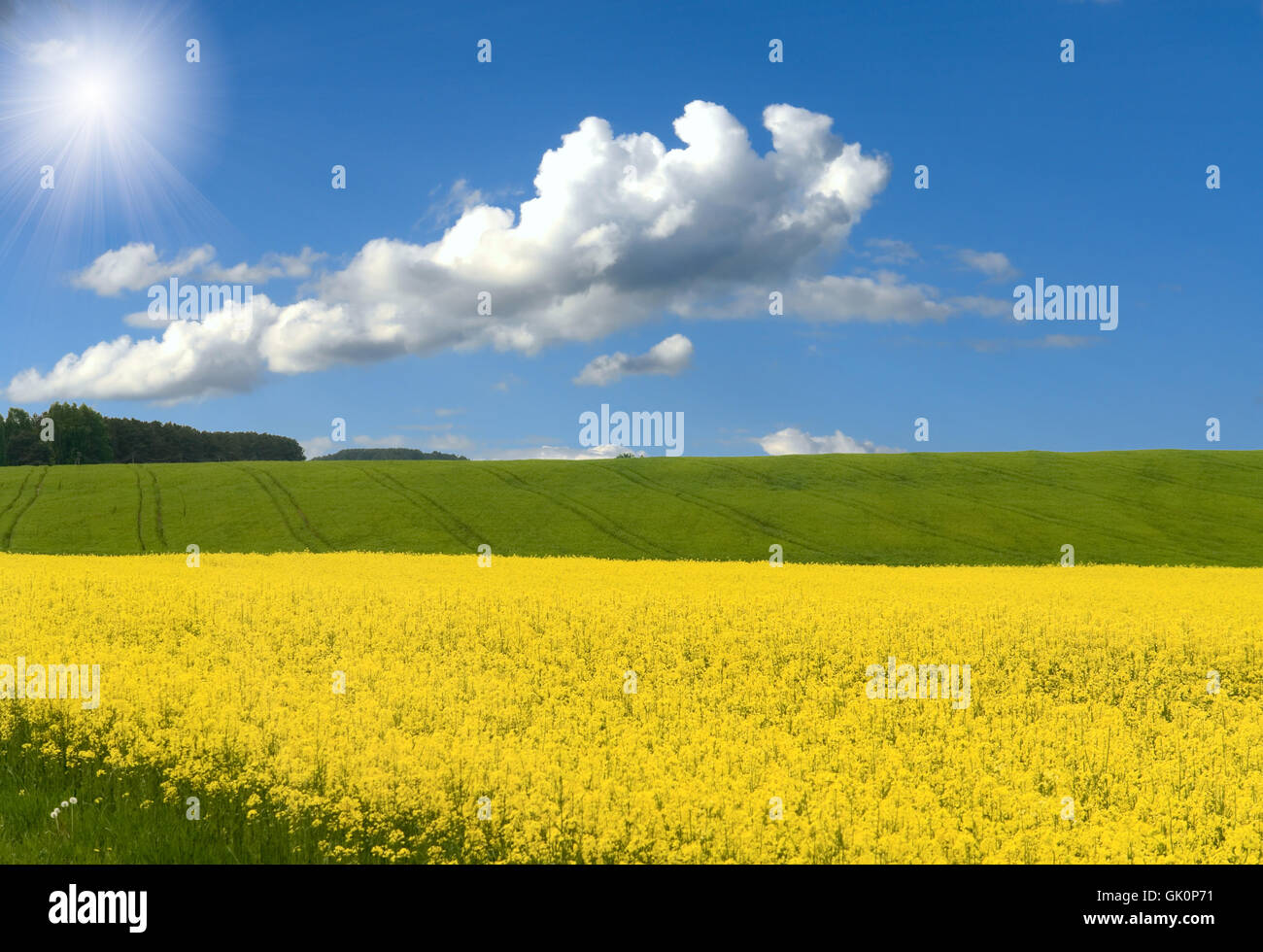 flower plant field Stock Photo - Alamy