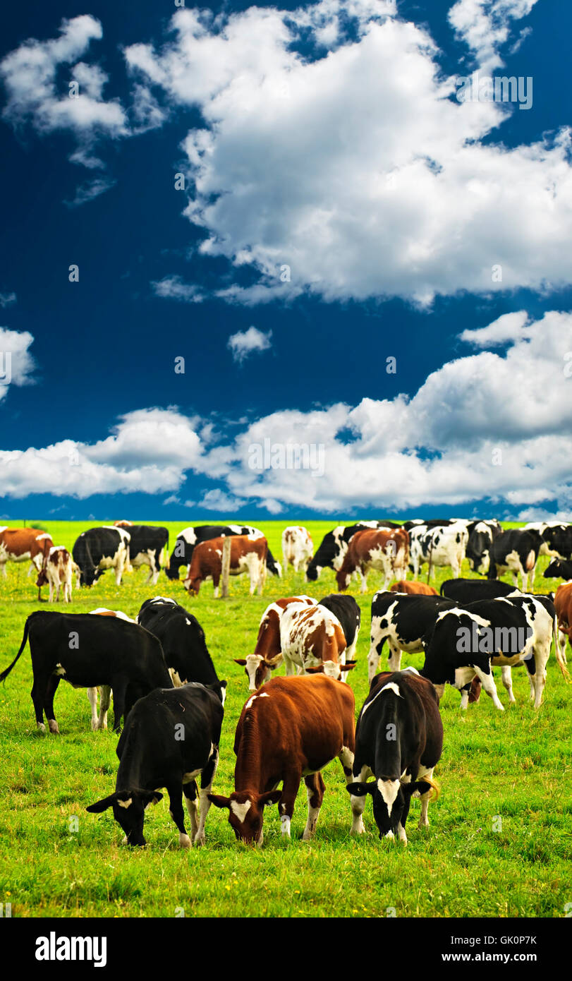 animal livestock farm Stock Photo - Alamy