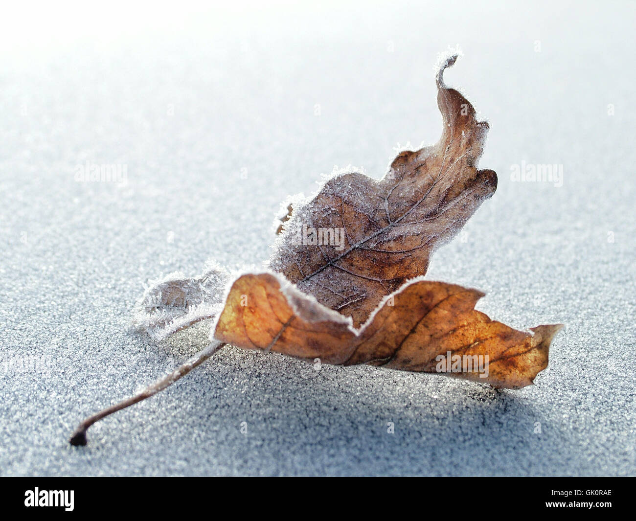 leaf tree leaves Stock Photo - Alamy