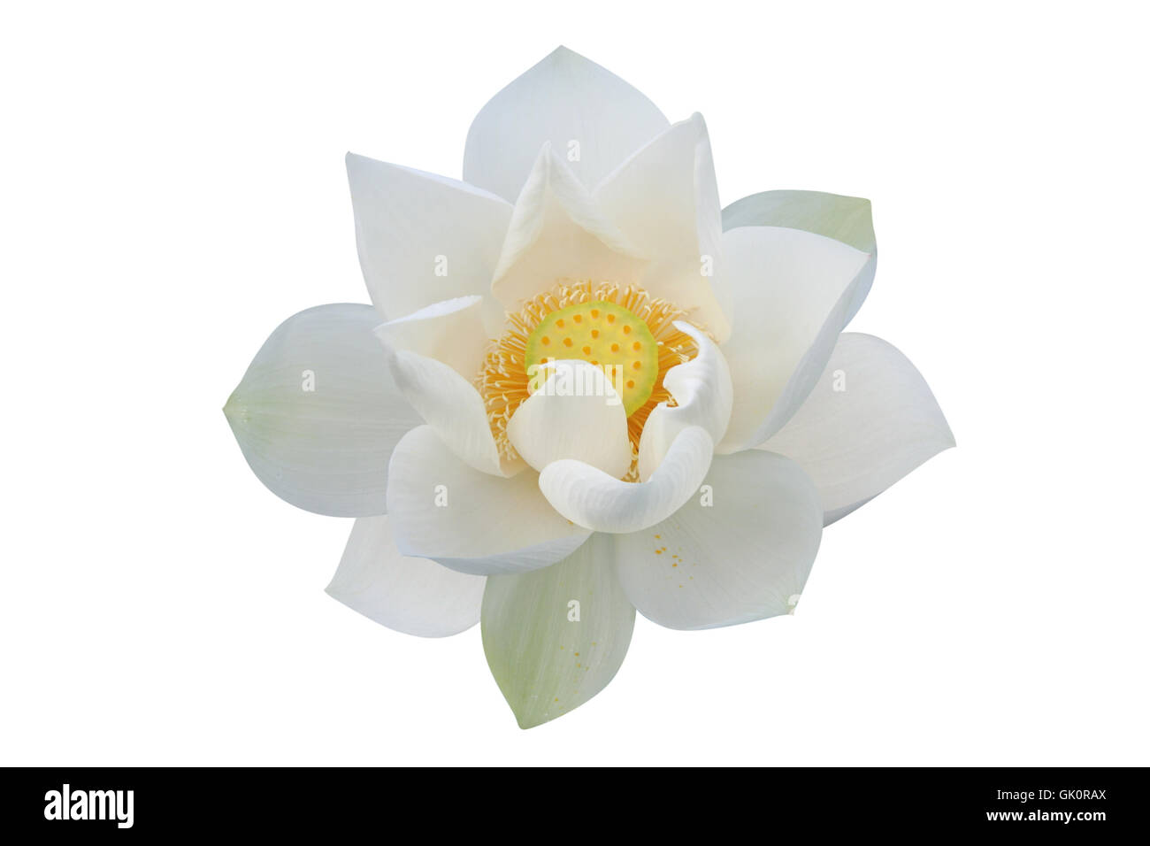 isolated flower plant Stock Photo - Alamy
