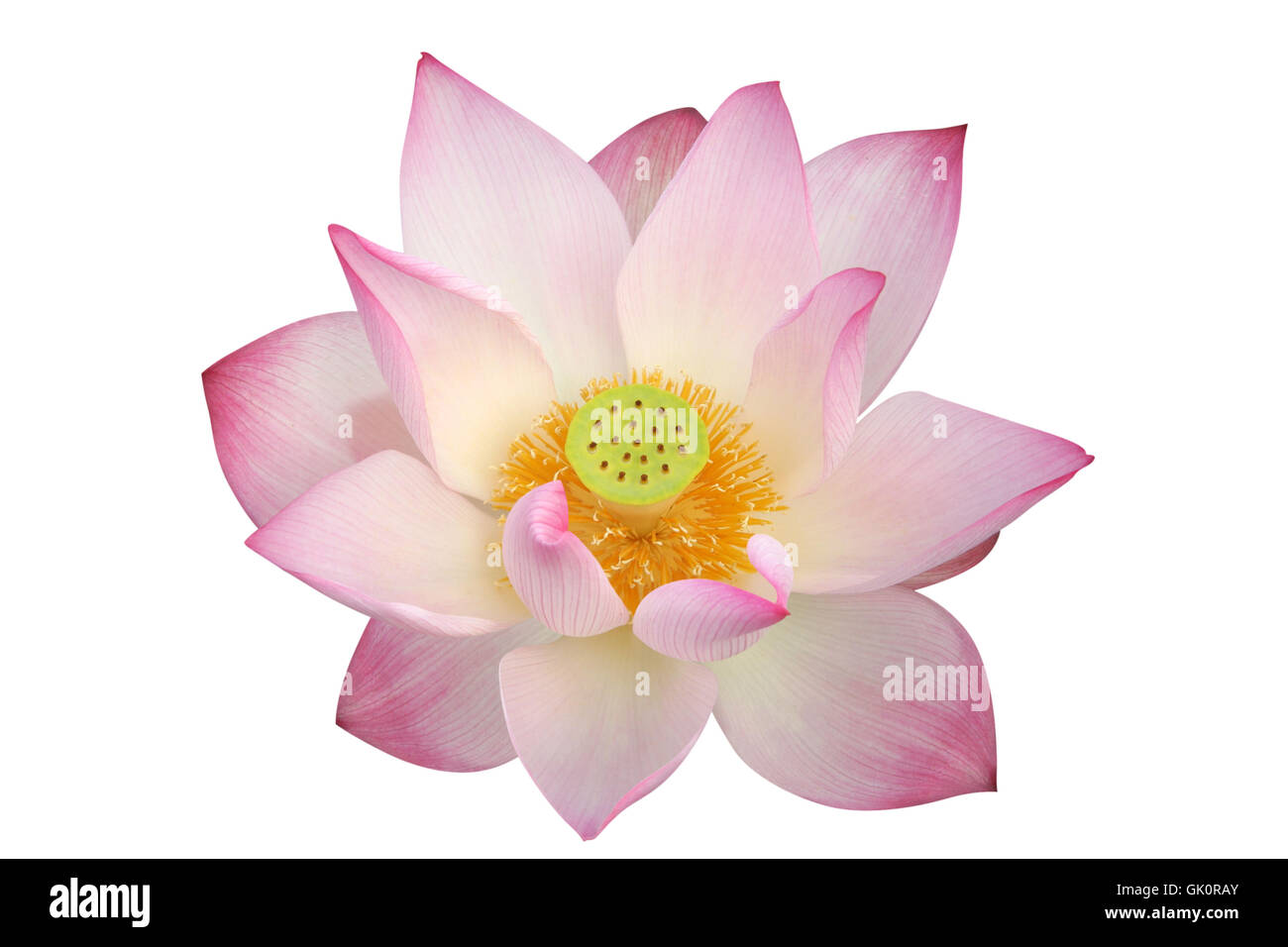 isolated flower plant Stock Photo - Alamy