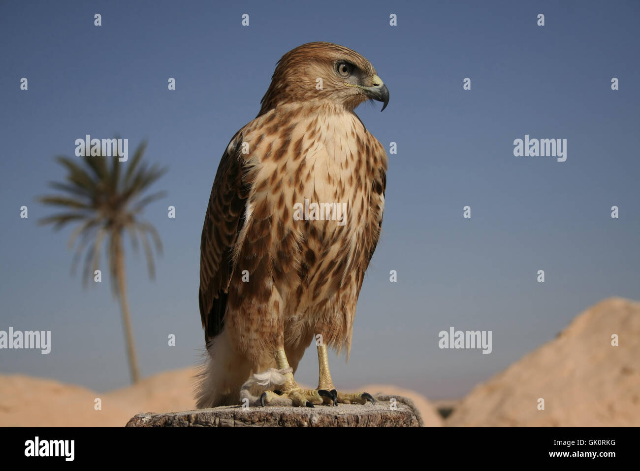 Arab falcon bird hi-res stock photography and images - Alamy