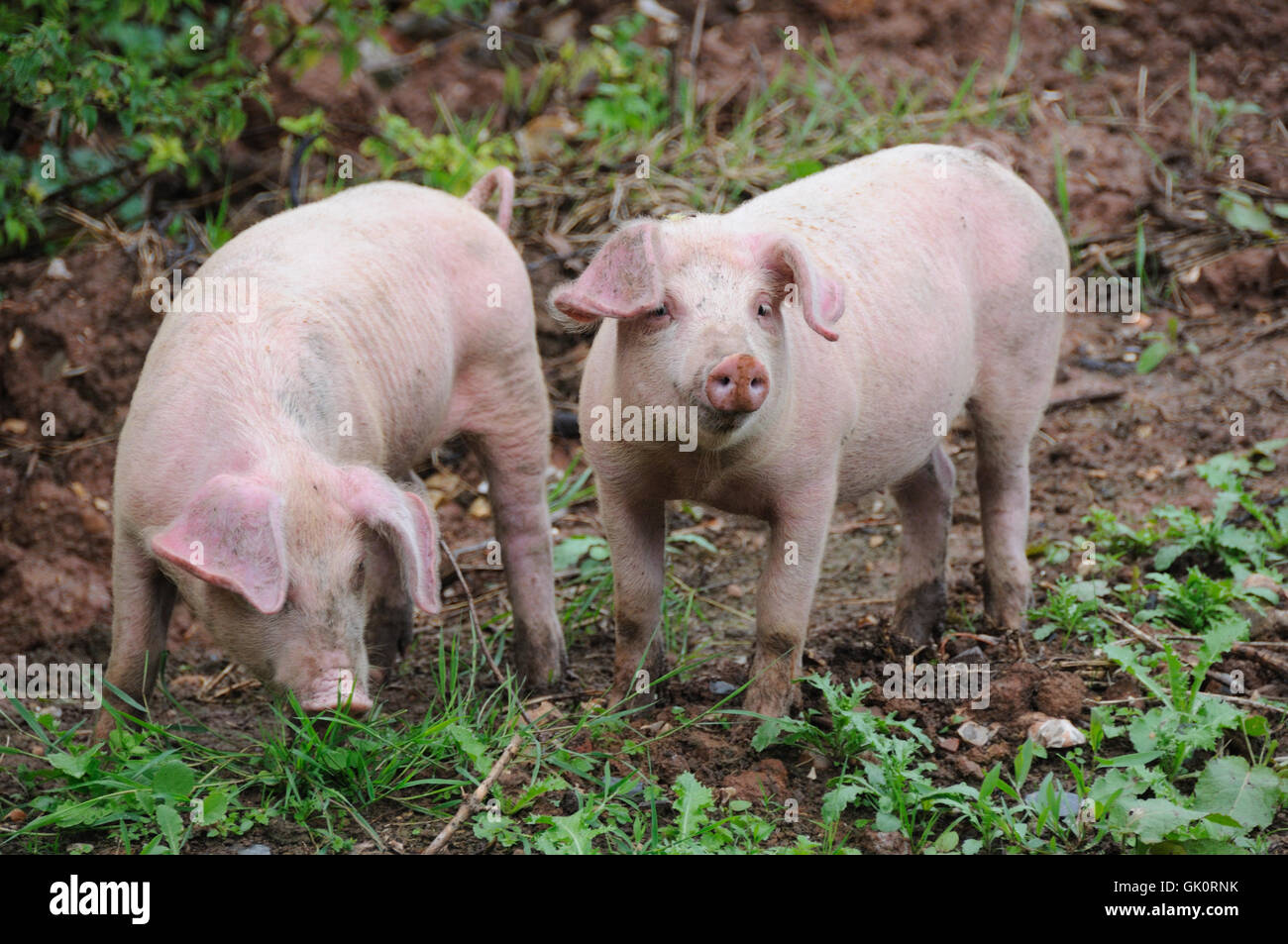 Weaner pigs hi-res stock photography and images - Alamy