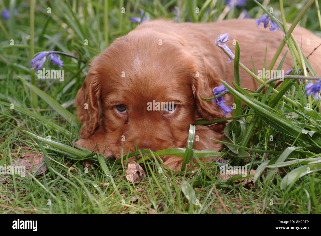 Flower pet hi-res stock photography and images - Alamy