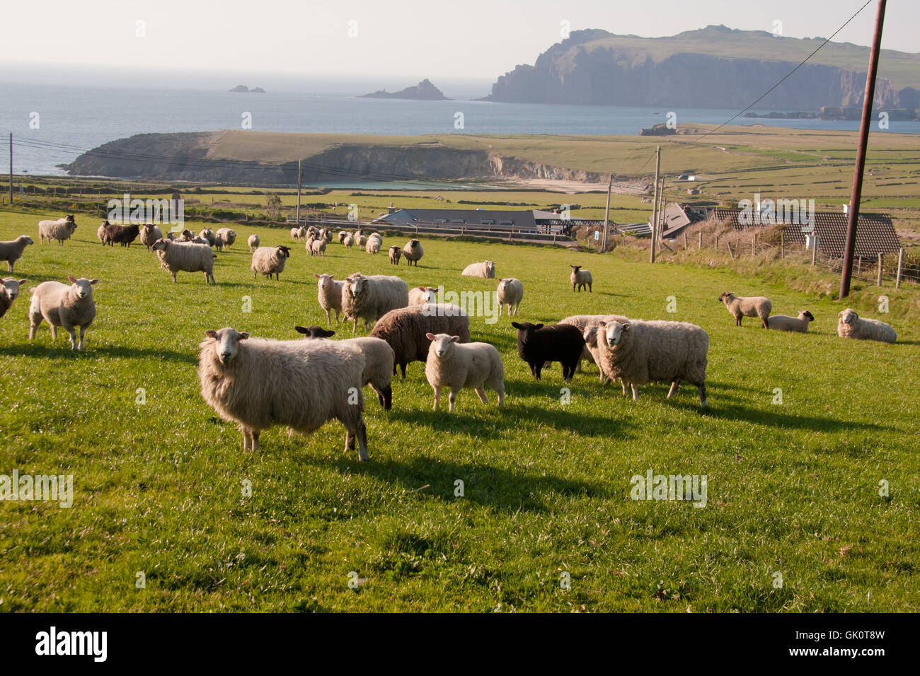 Atlantic salt meadows hi-res stock photography and images - Alamy