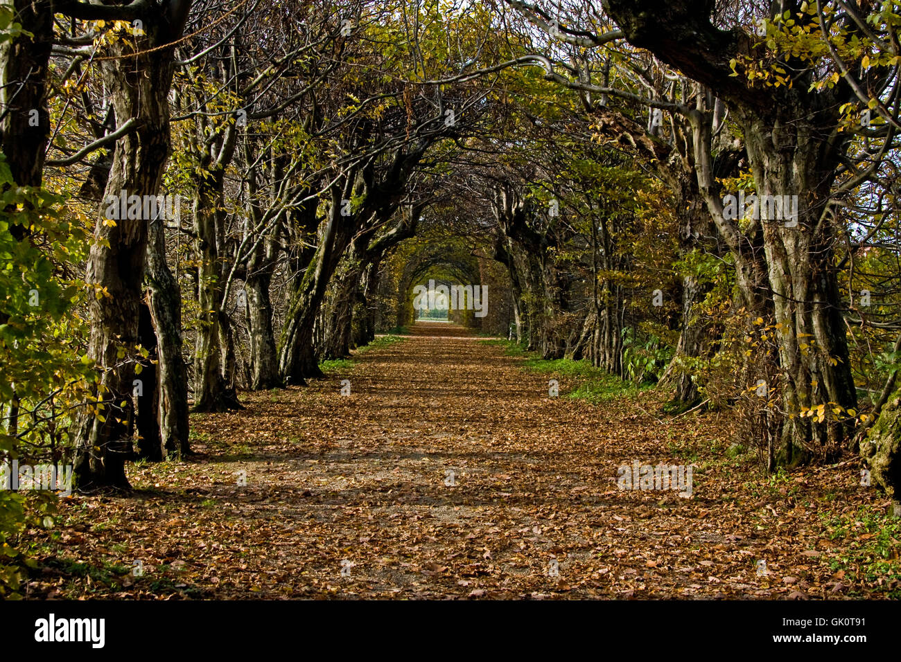 tree trees tunnel Stock Photo - Alamy