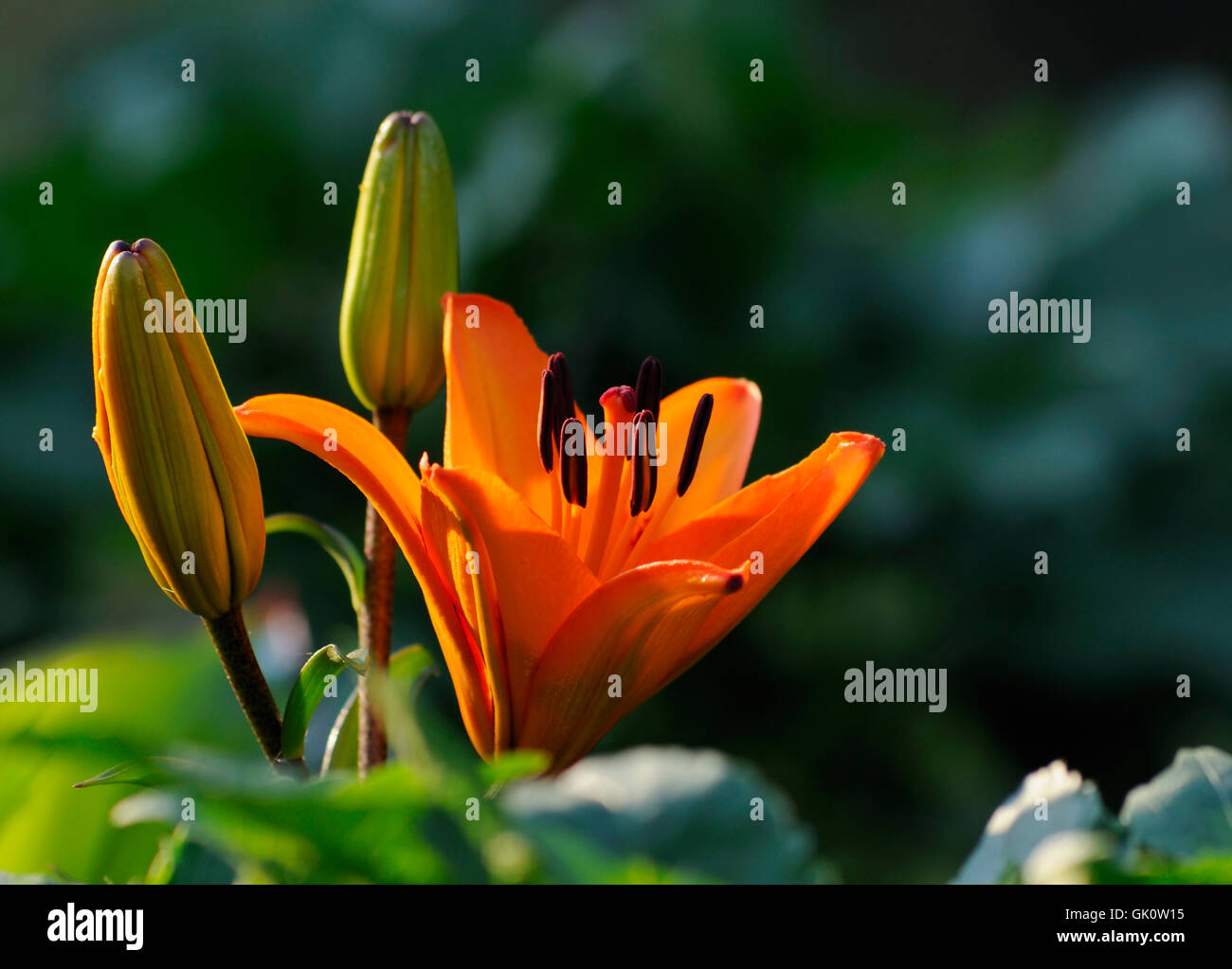 garden bloom blossom Stock Photo - Alamy