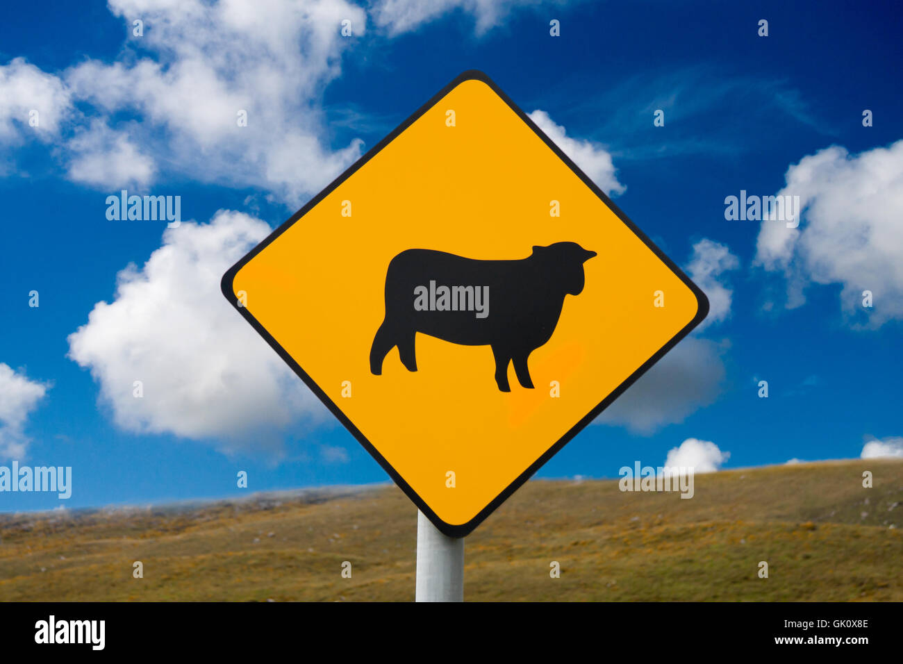 caution sheep,traffic sign Stock Photo - Alamy