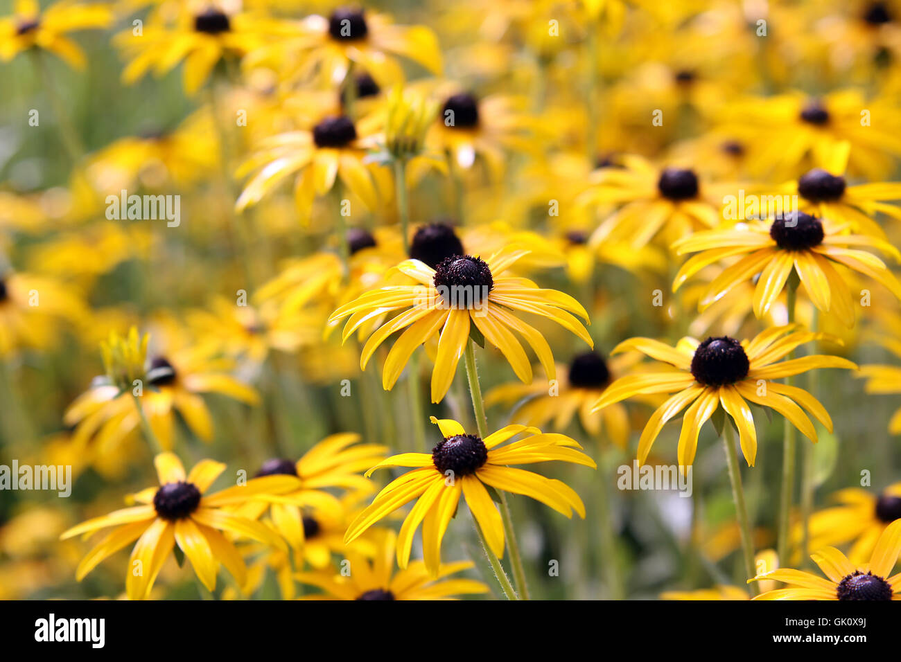 Rudbekia hi-res stock photography and images - Alamy