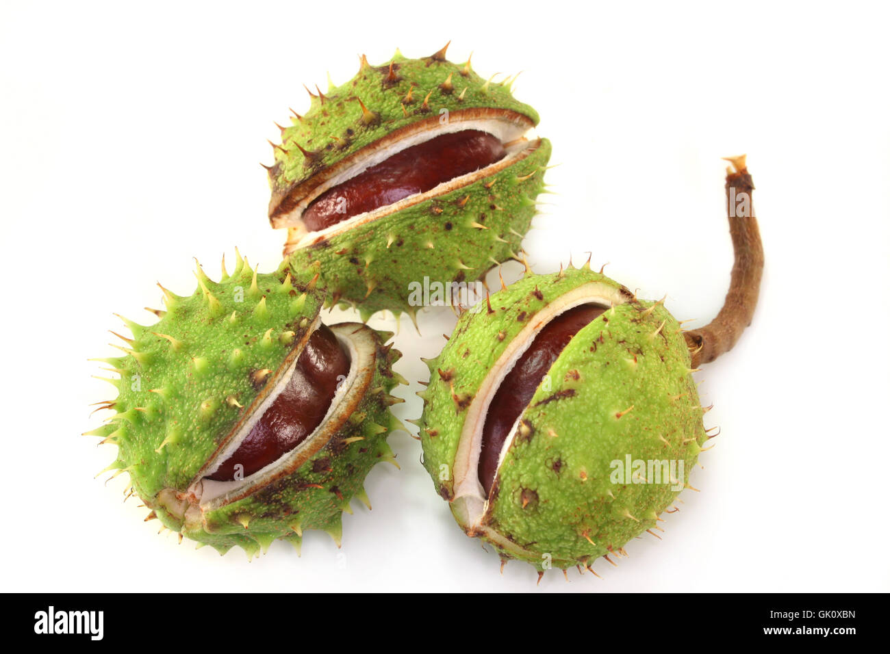 Close up view chestnuts Cut Out Stock Images & Pictures - Alamy