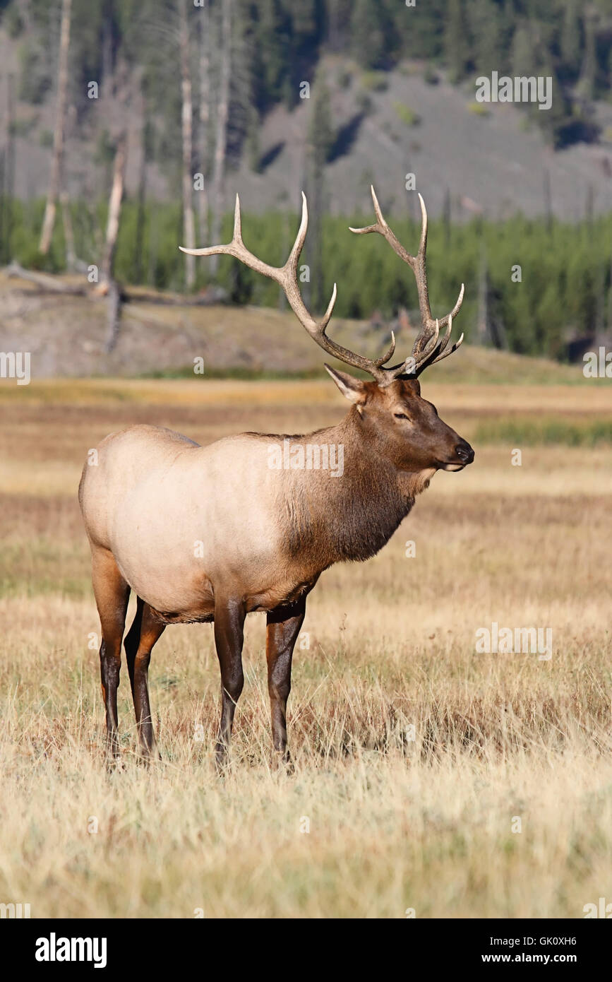 Bull animal hi-res stock photography and images - Alamy