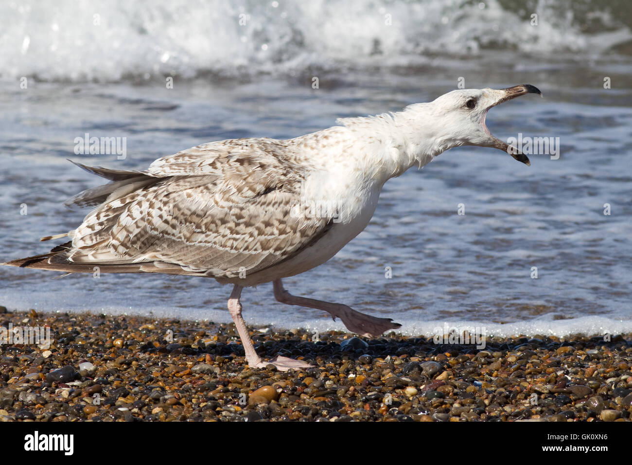 bird beach seaside Stock Photo - Alamy