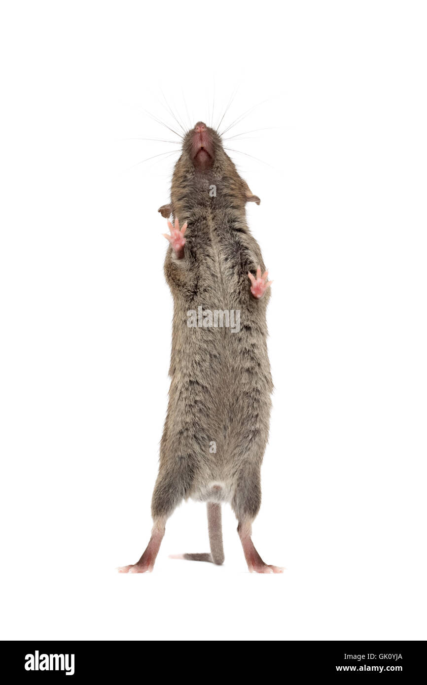 Standing mouse hi-res stock photography and images - Alamy